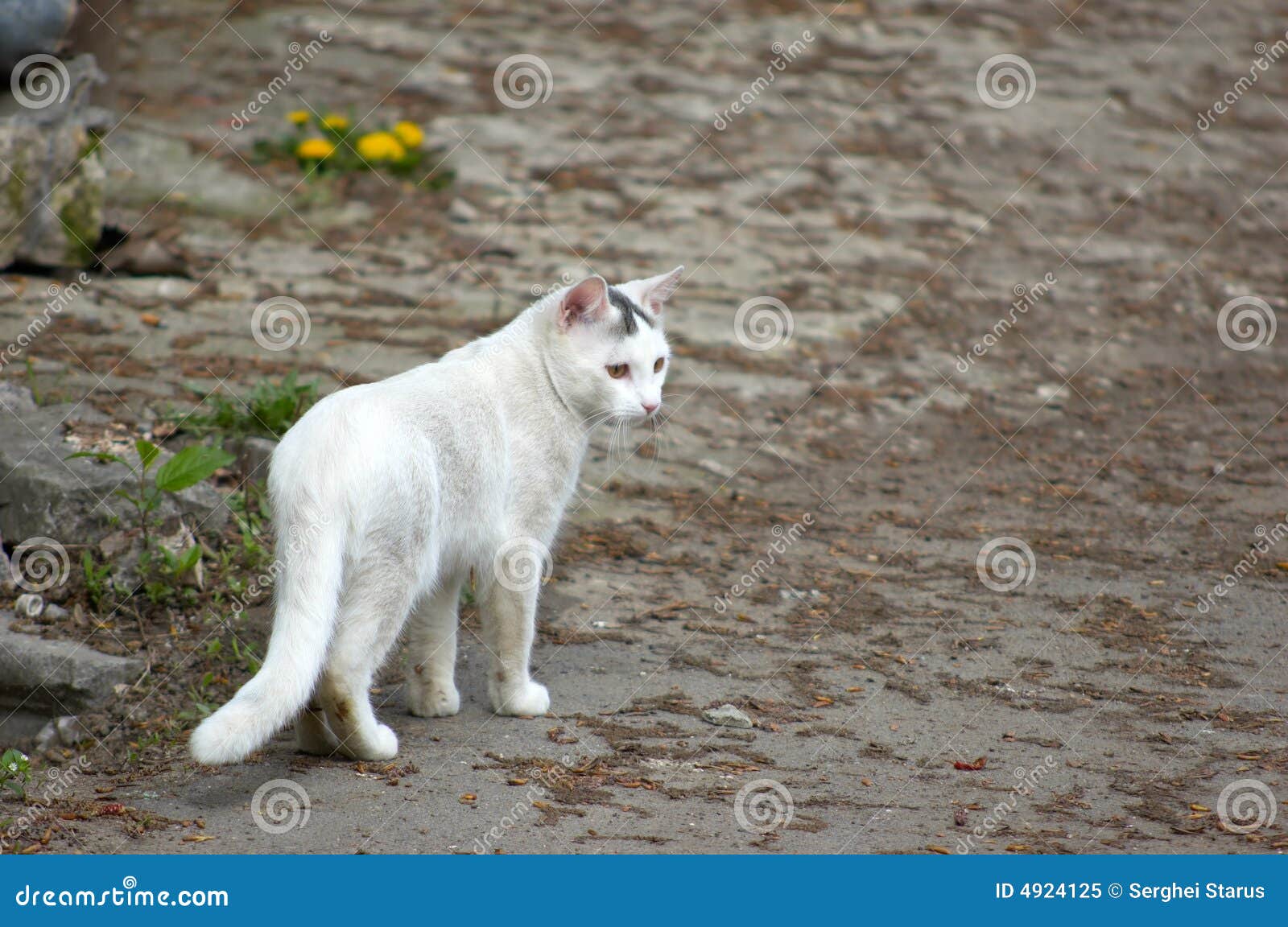 White stray cat walking stock image. Image of white, animal - 4924125
