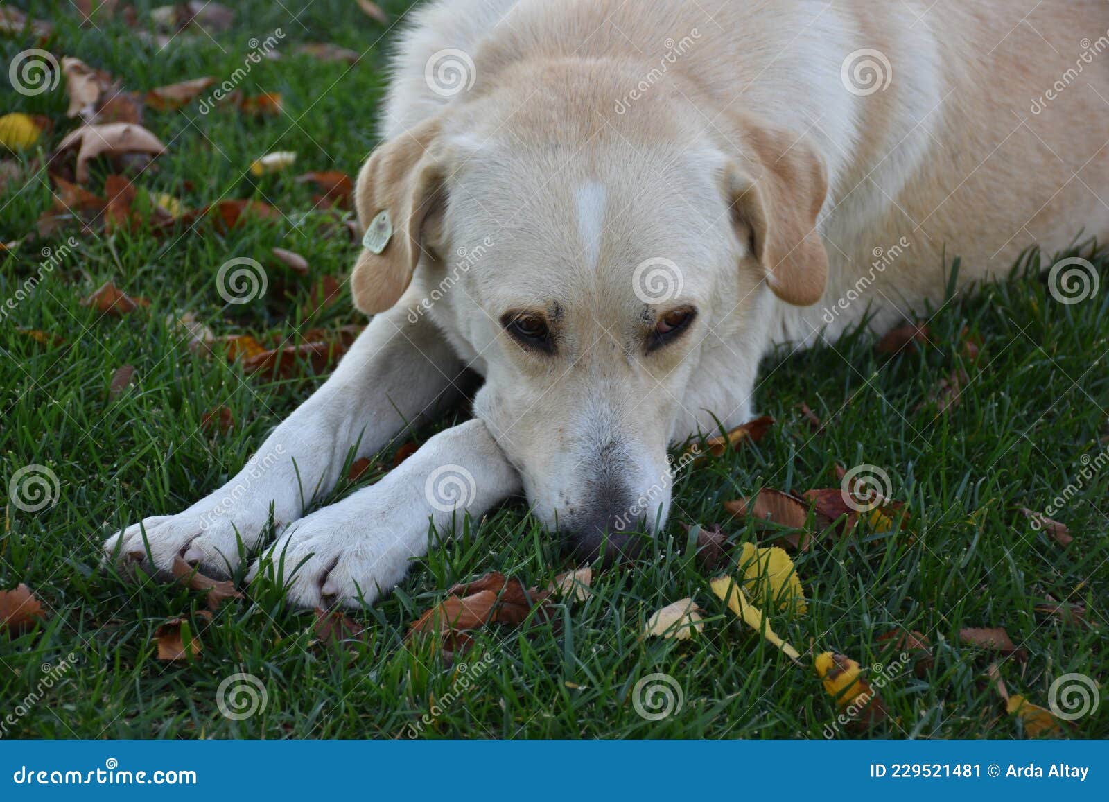 A White Stray Dog with an Innocent Look Stock Image - Image of outdoor ...