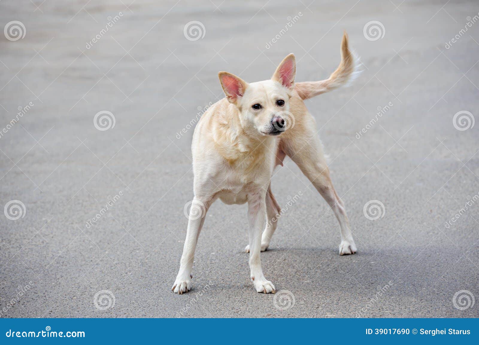 White stray dog stock photo. Image of lonely, homeless - 39017690