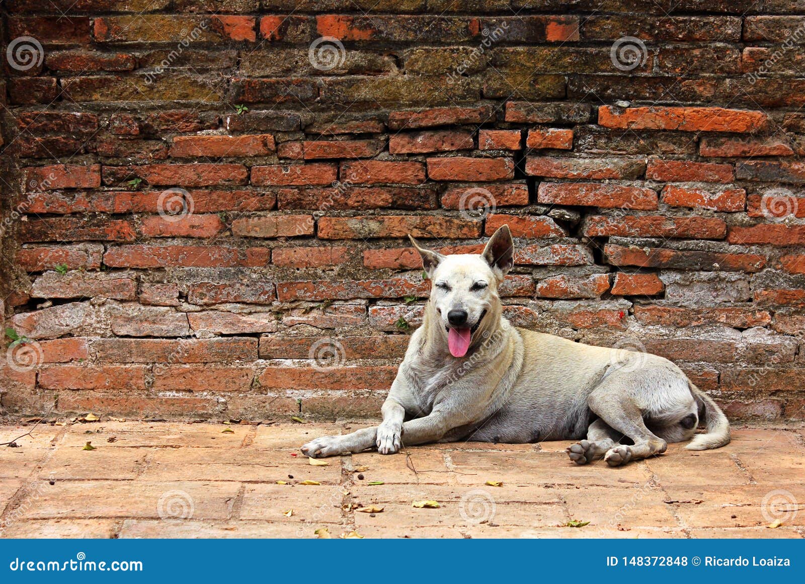 White Stray Dog Resting Calm on a Red Brick Wall. Stock Photo - Image ...