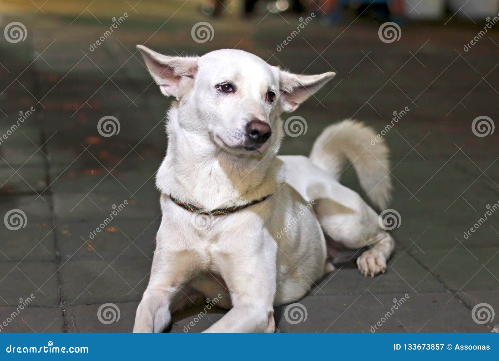 White Street Dog Feeling Happy Stock Image - Image of canine, grass ...