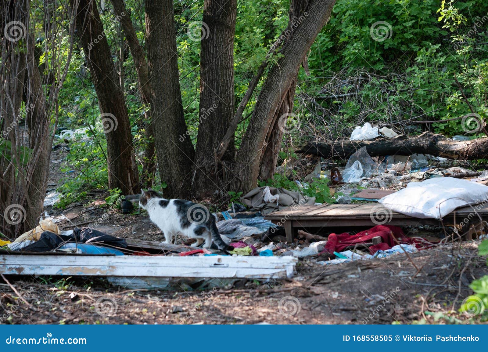 White Strepped Cat on Scattered Trash and Garbage among Green Grass and ...