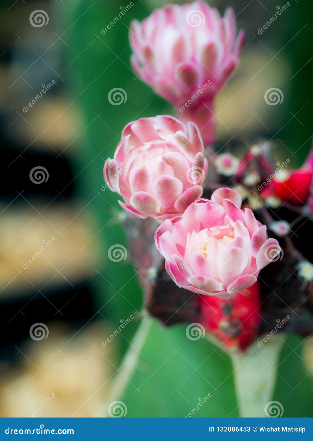 White Striped Pink Cactus Flowers Stock Image - Image of beauty, blur ...
