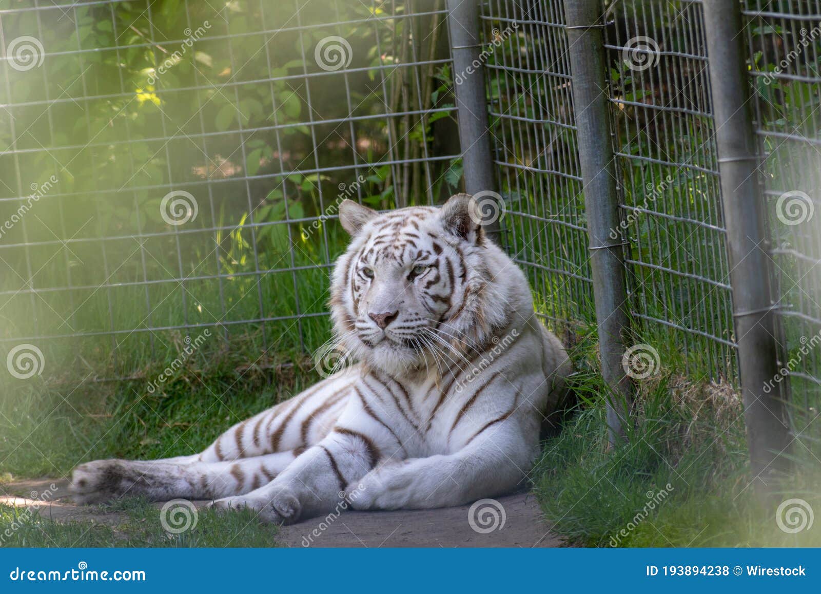 White Striped Tiger in a Zoo Stock Photo - Image of animals, large ...
