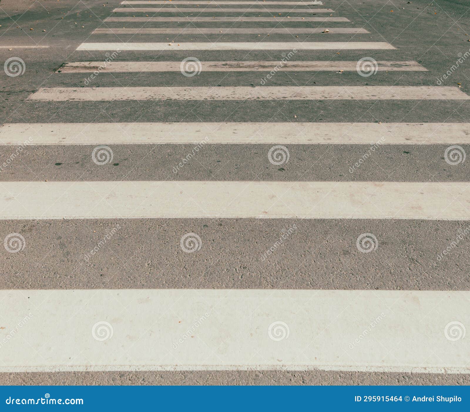 White Stripes on a Pedestrian Crossing As a Background. Texture Stock ...