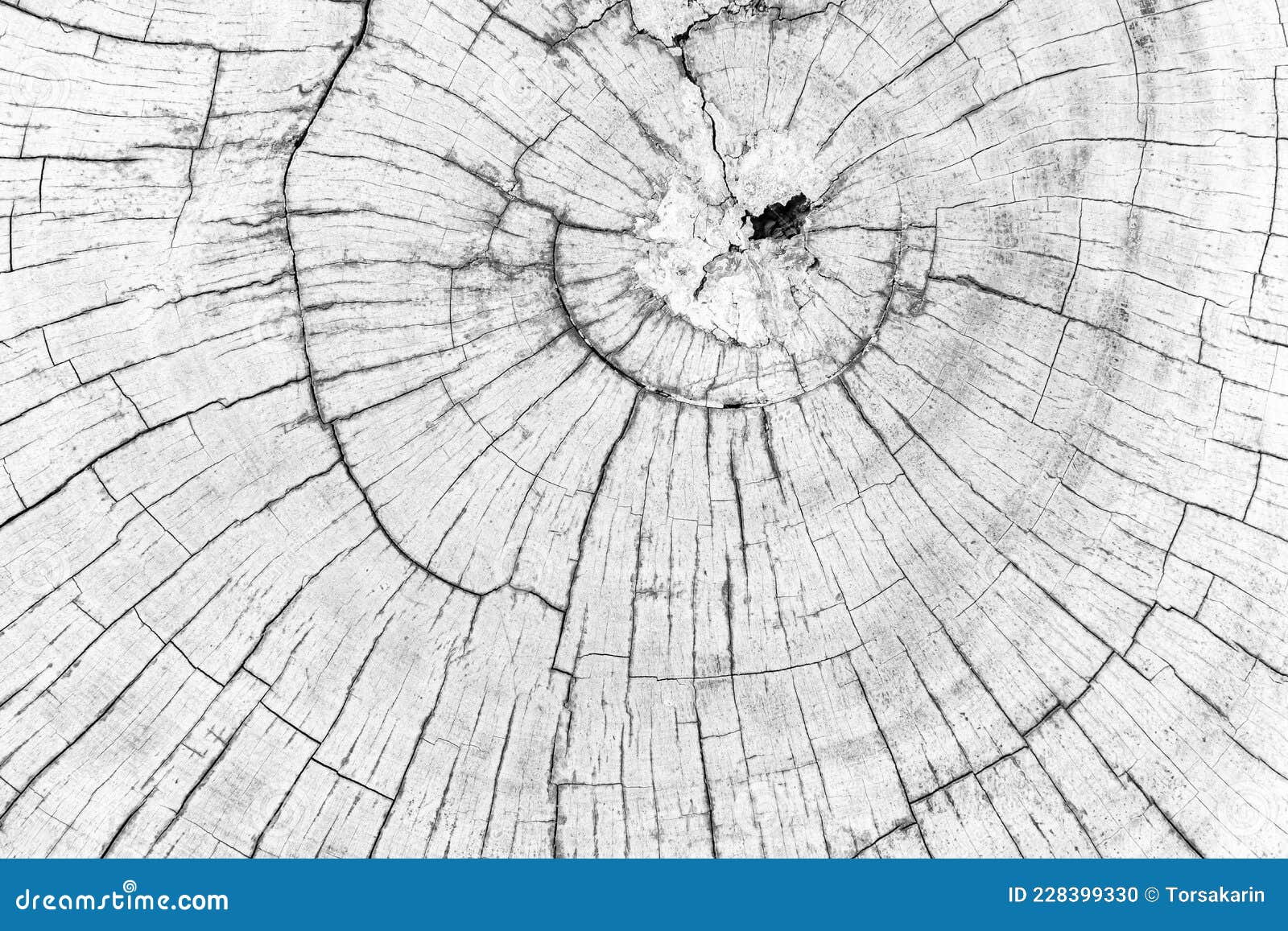 White Stump Pattern Texture And Background Seamless Stock Photo ...