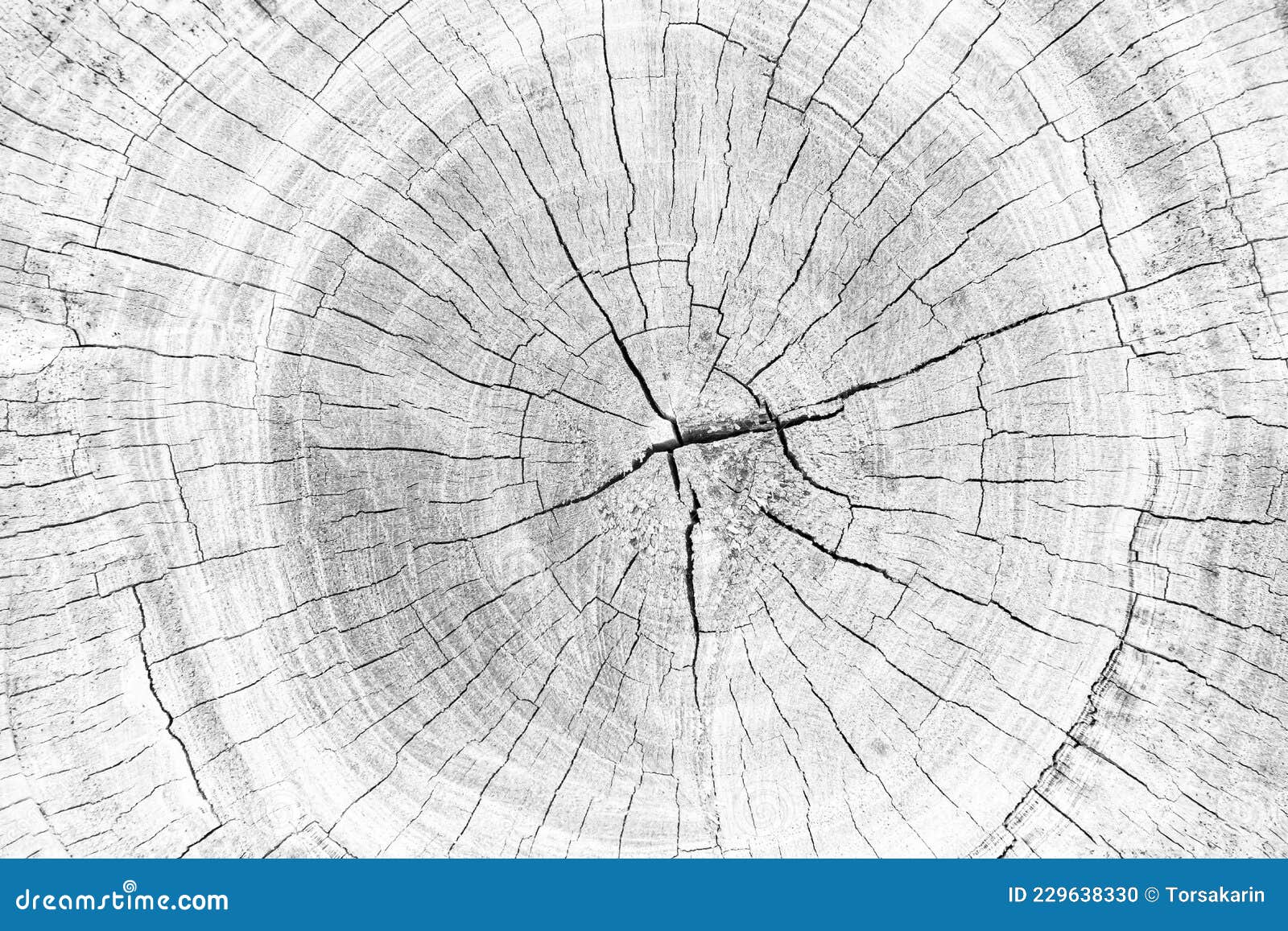 White Stump Pattern Texture And Background Seamless Royalty-Free Stock ...