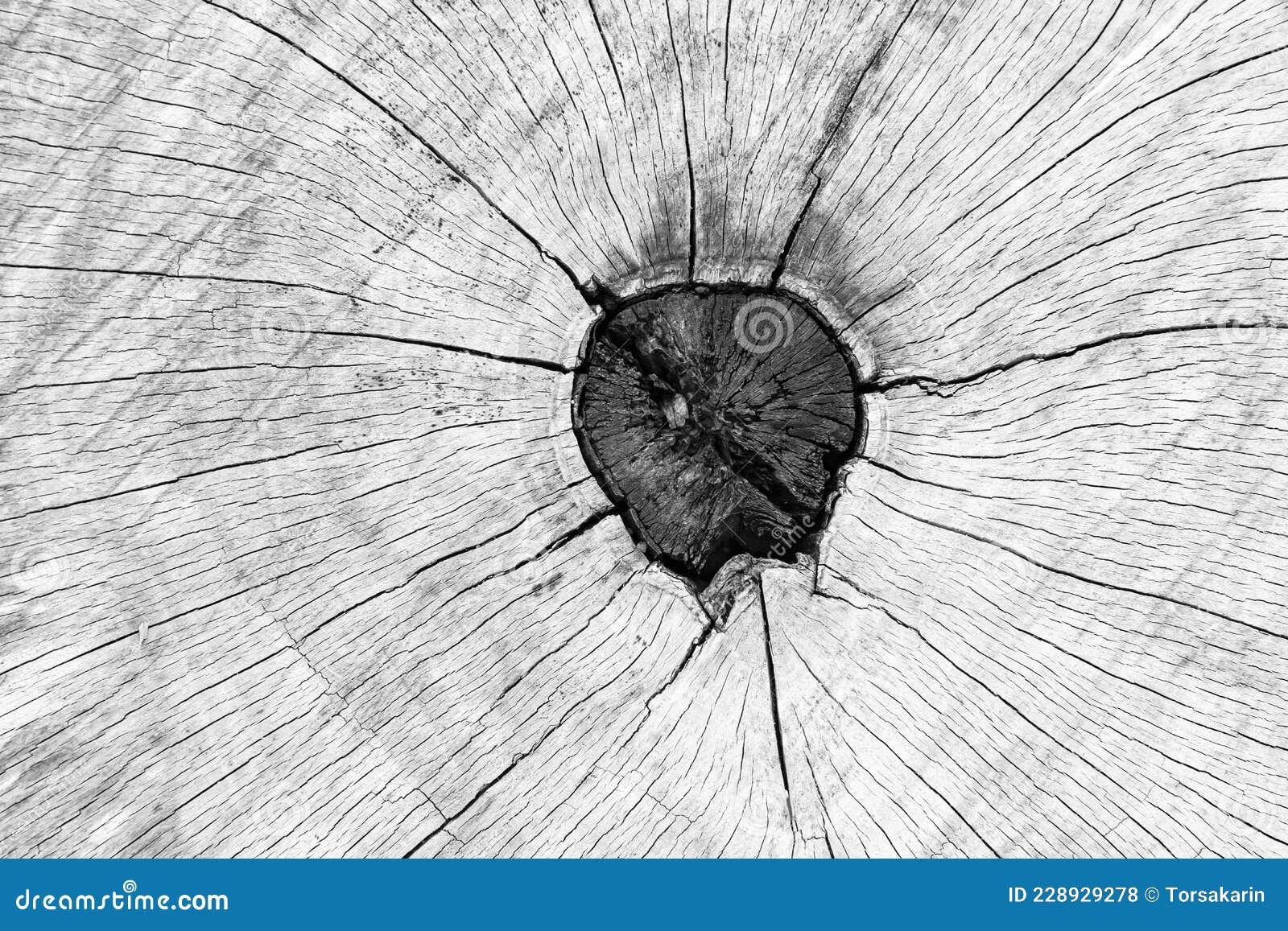 White Stump Pattern Texture and Background Seamless Stock Photo - Image ...