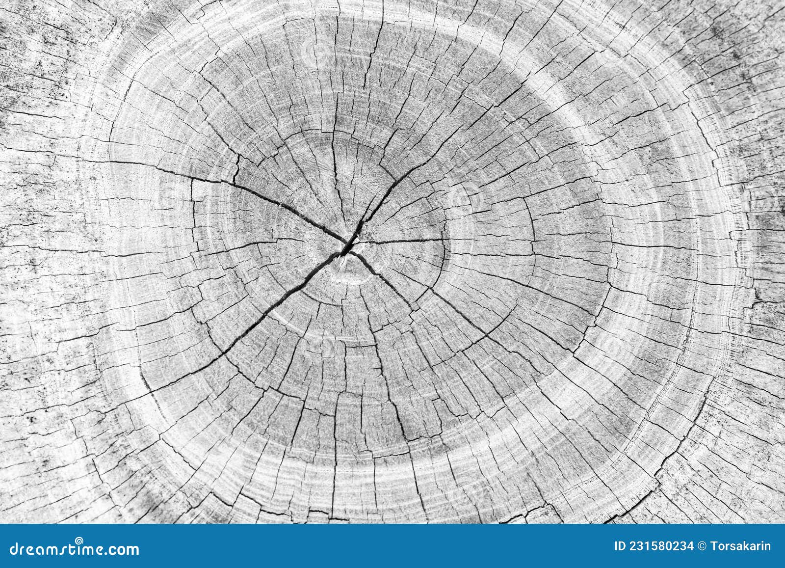White Stump Pattern Texture and Background Seamless Stock Photo - Image ...