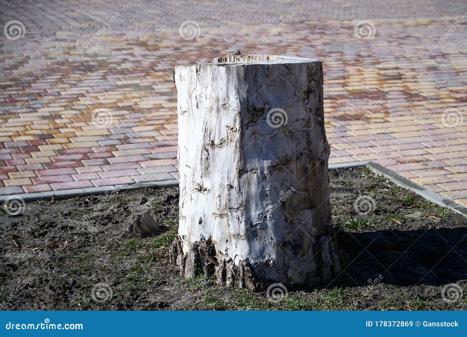 White Stump from a Sawn Tree in a City Park Stock Image - Image of ...