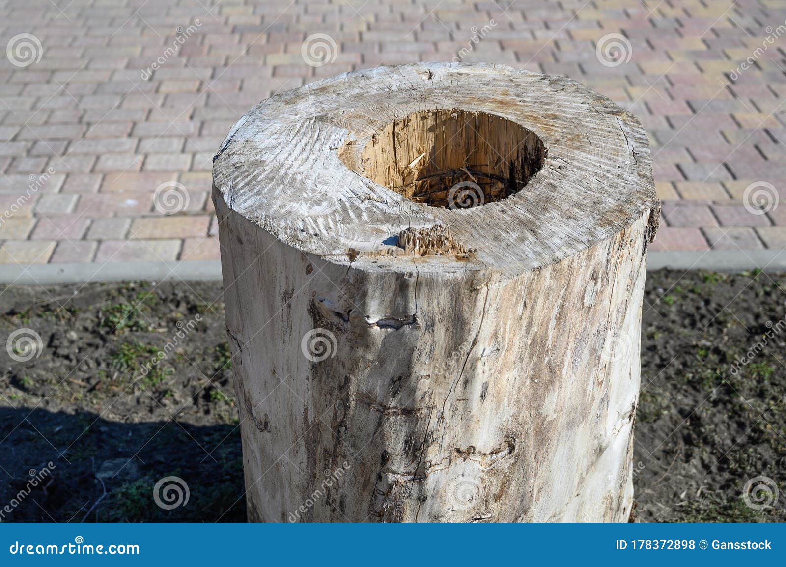 White Stump of a Sawn Tree with a Hole in the Middle Stock Photo ...