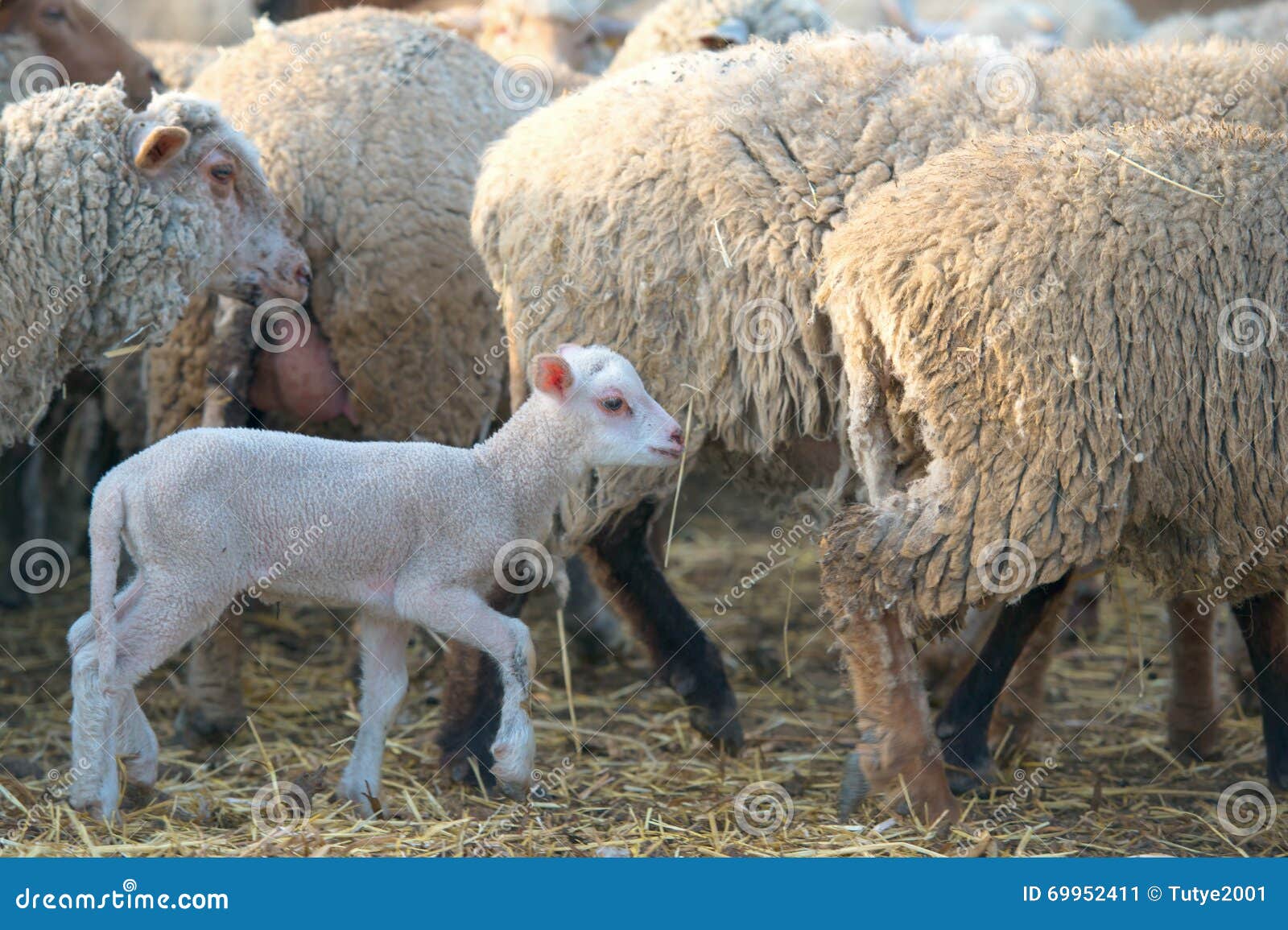 White Suffolk Lamb, a Few Days Old Stock Image - Image of animal ...