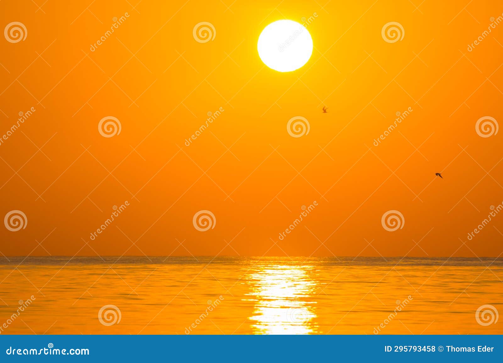 White Sun and Two Seagulls on the Orange Sky during Sunrise in Egypt ...
