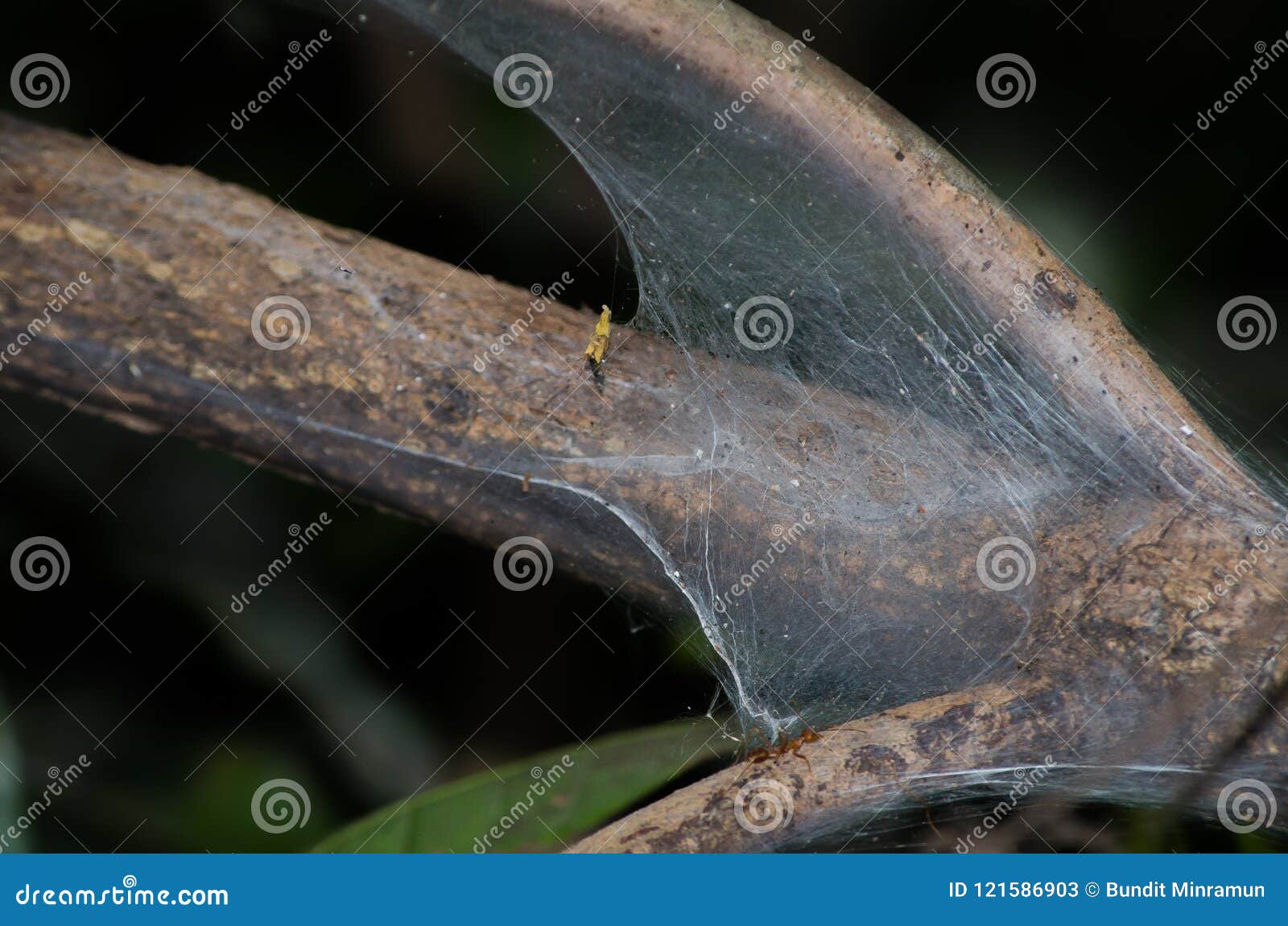 White Surface of Cobweb at a Twig in Close Up at a Garden. Stock Image ...