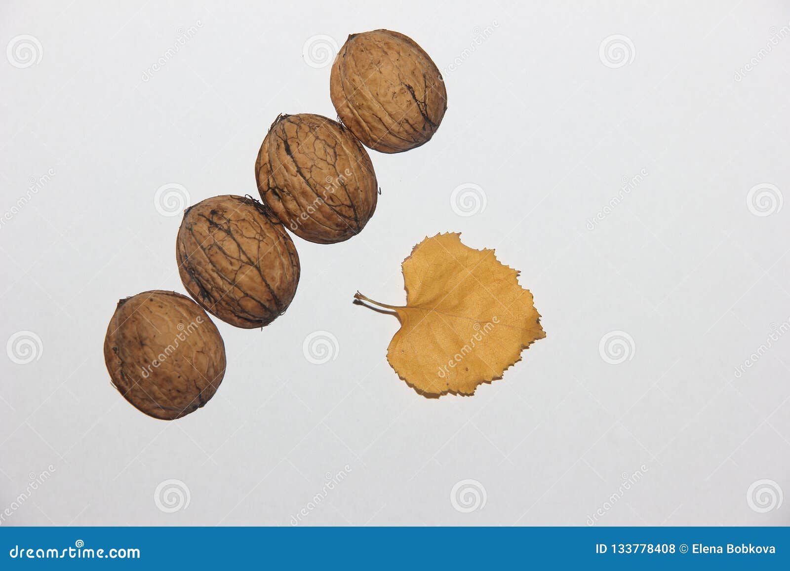 On the White Surface There are Four Walnut Shells and a Yellow Autumn ...