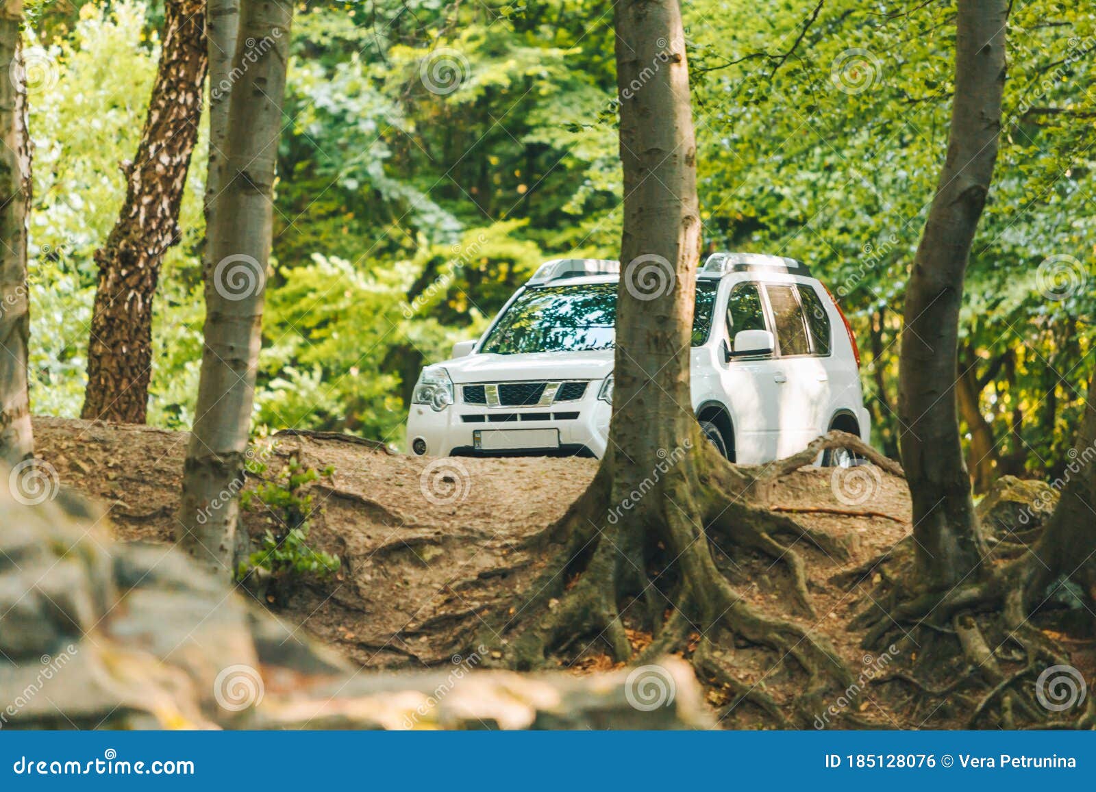 White Suv Car in Summer Forest Stock Photo - Image of activities, woods ...