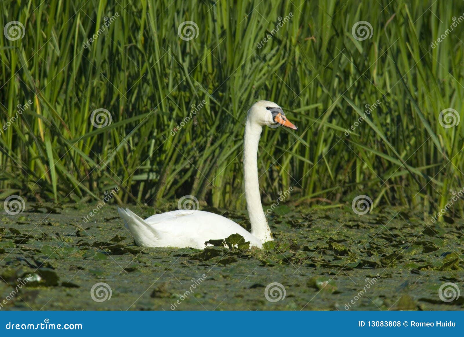 White swam stock photo. Image of feather, ease, white - 13083808