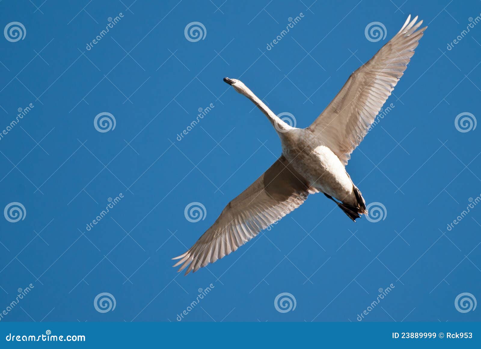 White Swam Flying in Blue Sky Stock Image - Image of wing, pretty: 23889999