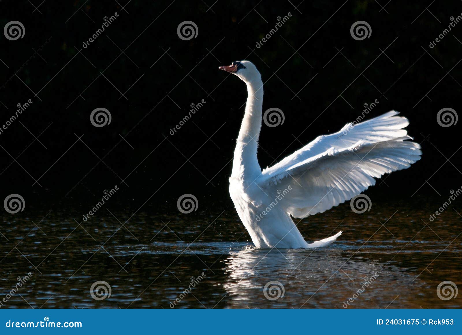 White Swam Stretching Wings on Pond Stock Image - Image of swan ...