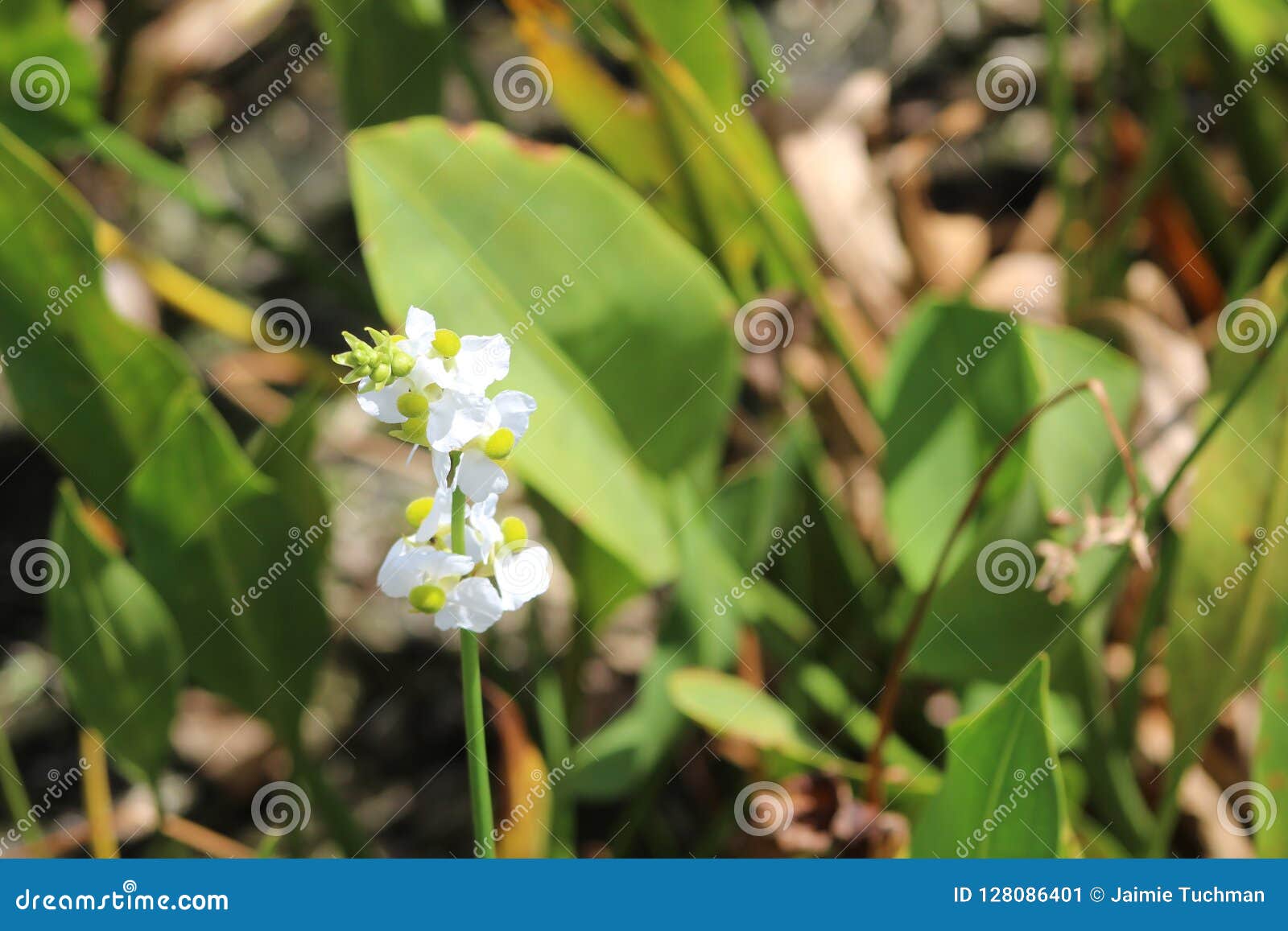 White Swamp Flowers in Marsh Stock Image - Image of daytime, boynton ...