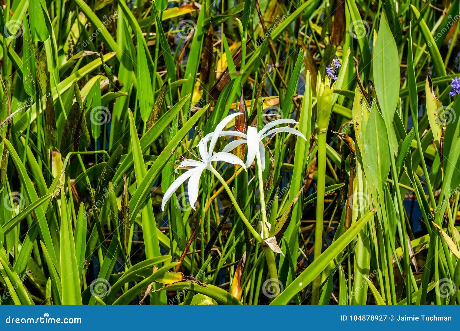 White Swamp Lily Flower in the Swamp Stock Image - Image of grass ...