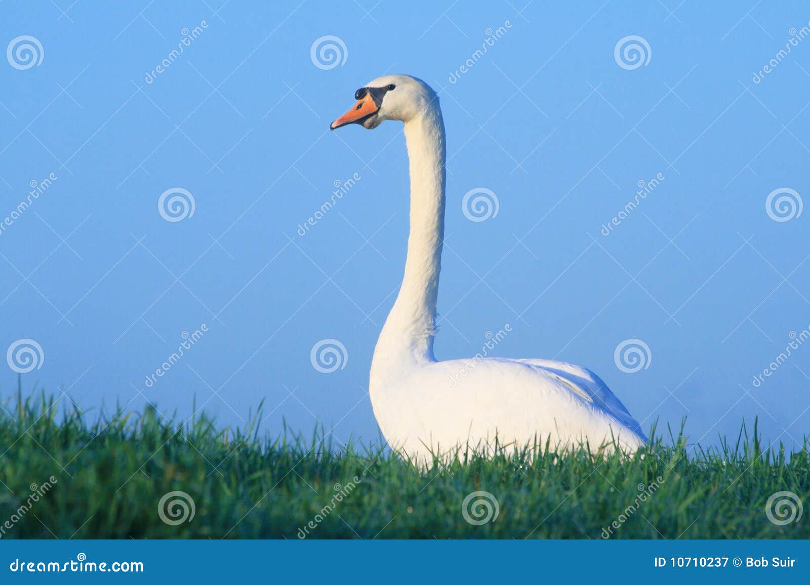 White swan stock image. Image of beautiful, color, dutch - 10710237