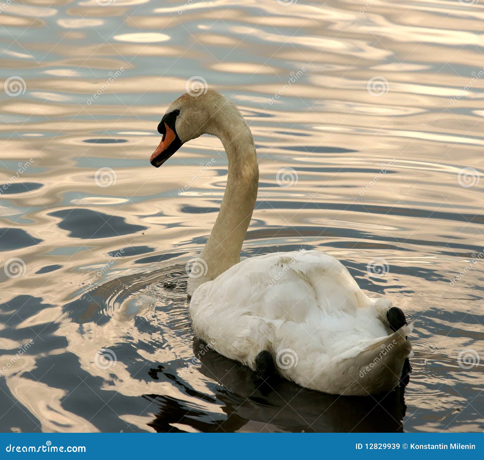 570 Male Swan Grass Stock Photos - Free & Royalty-Free Stock Photos ...