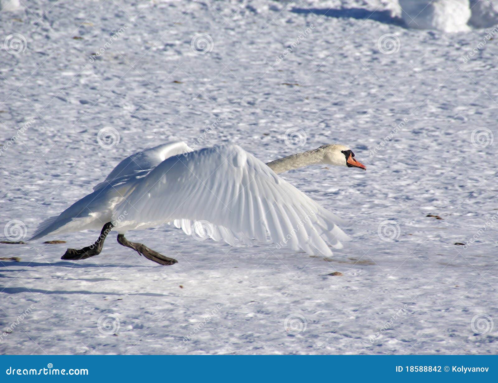 White swan stock photo. Image of majestic, wildlife, nature - 18588842