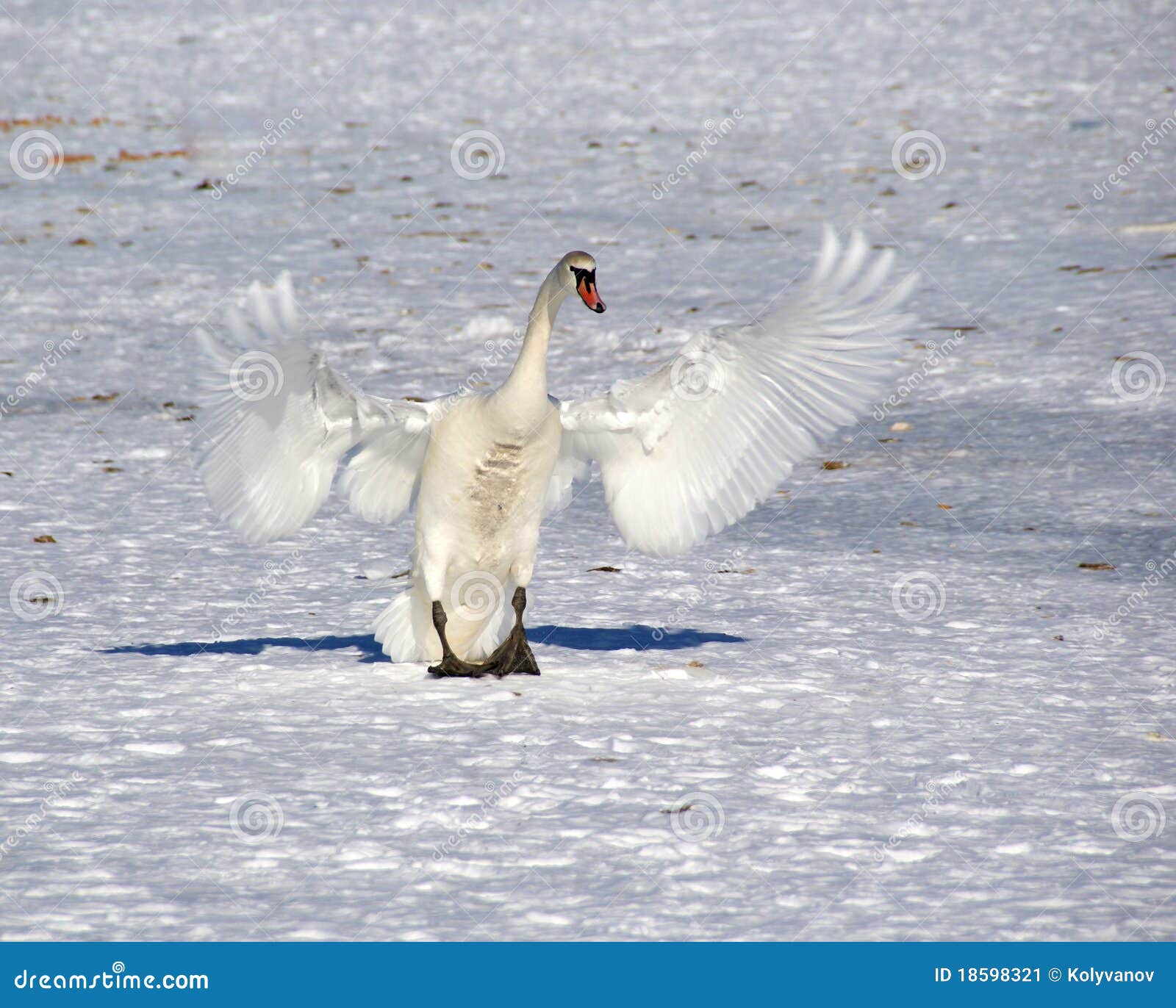 White swan stock image. Image of majestic, beautiful - 18598321