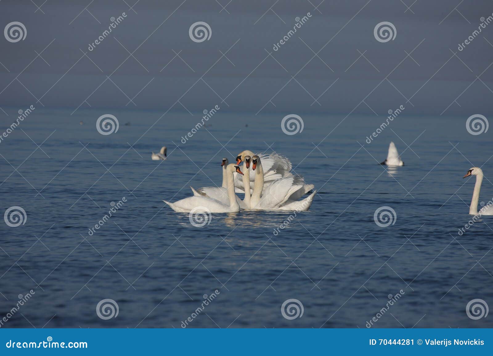 White swan Baltic sea stock image. Image of purity, pets - 70444281