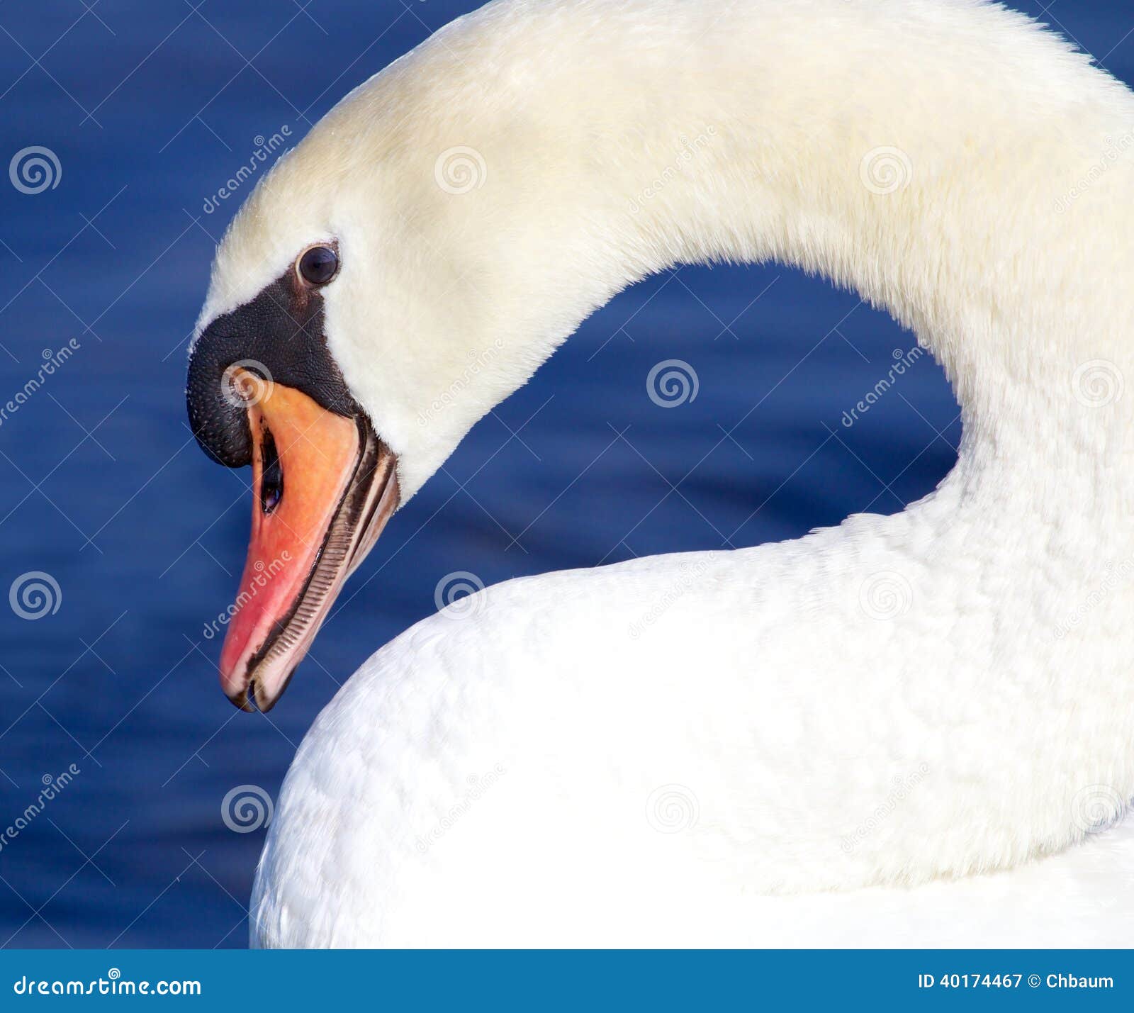 White Swan bends neck stock image. Image of elegance - 40174467