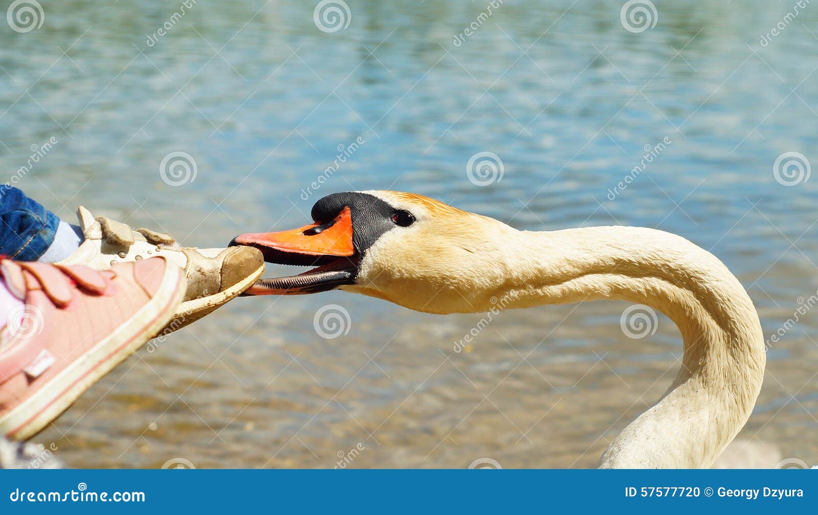 White Swan Bites the Children Feet Stock Photo - Image of outdoors ...