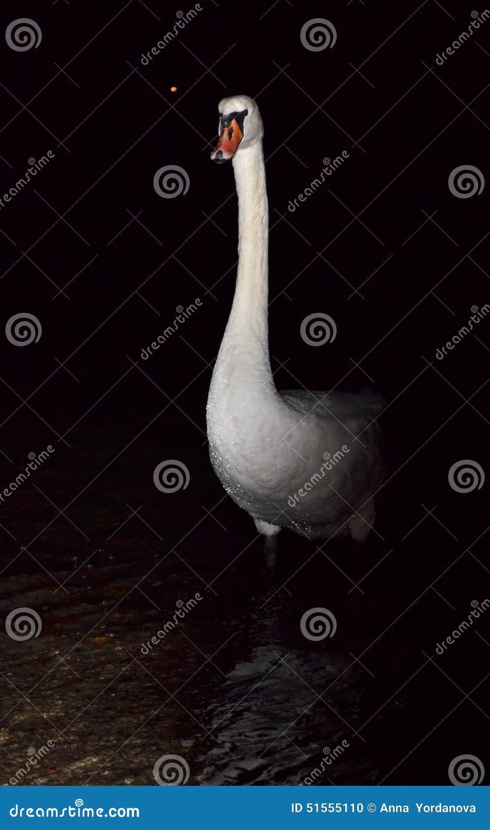 White swan in black night stock photo. Image of contrast - 51555110