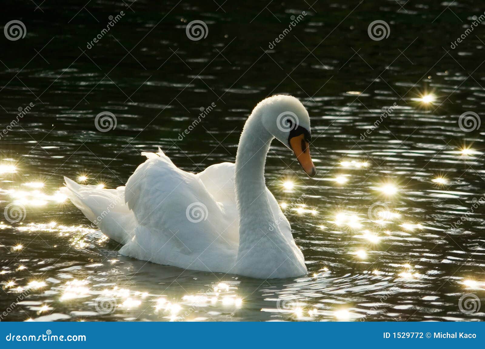 472 Star Swan Stock Photos - Free & Royalty-Free Stock Photos from ...