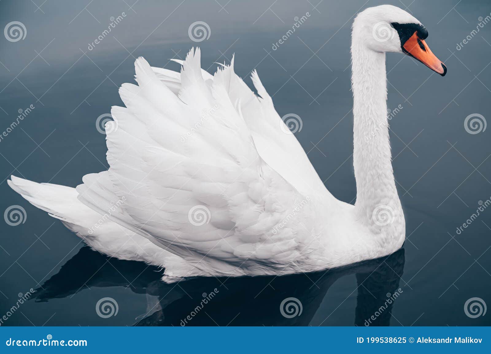 White Swan on Blue Lake, Side View Very Close-up Stock Image - Image of ...