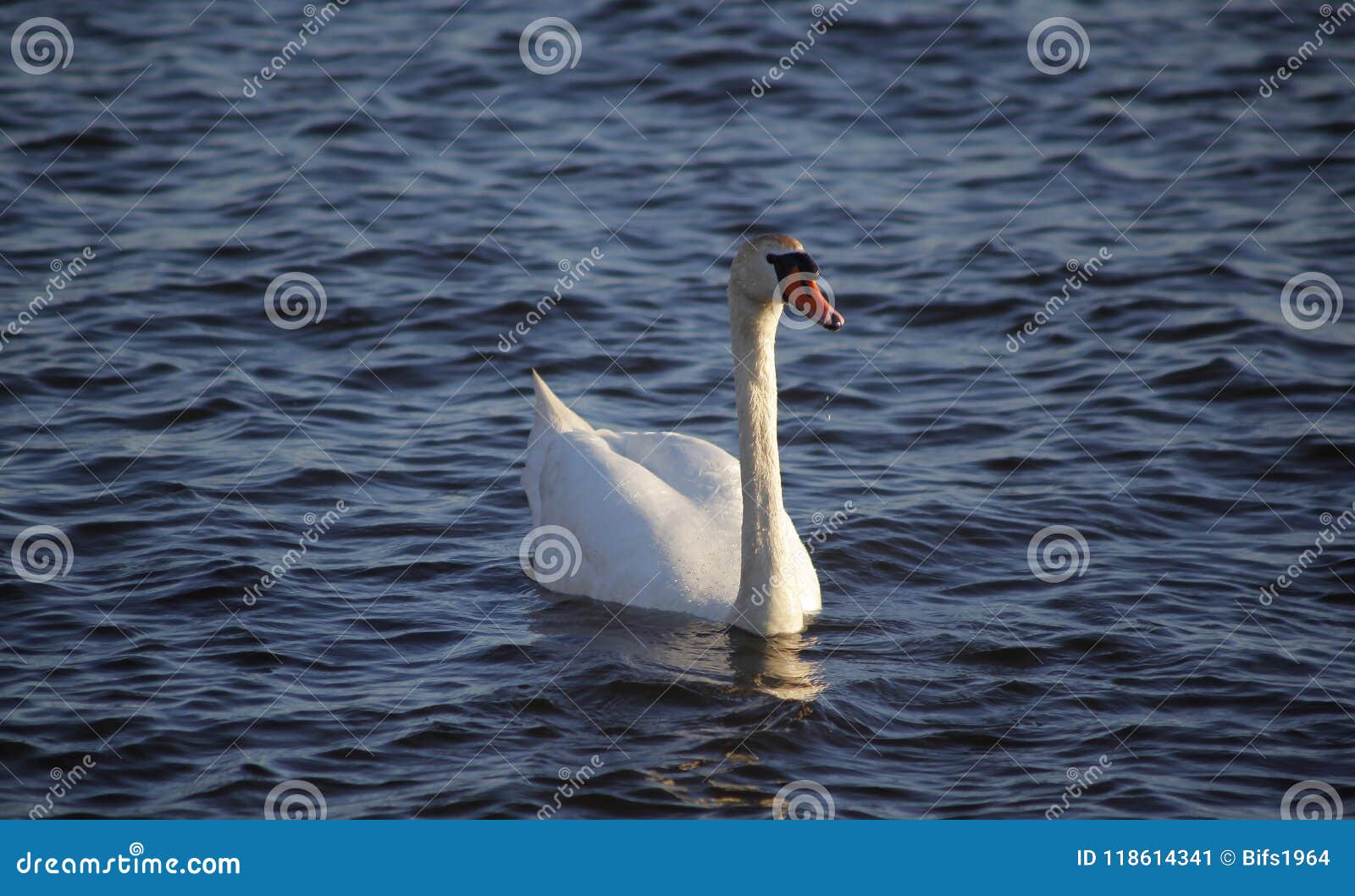 White Swan on a Calm Water Surface Stock Image - Image of life, animal ...