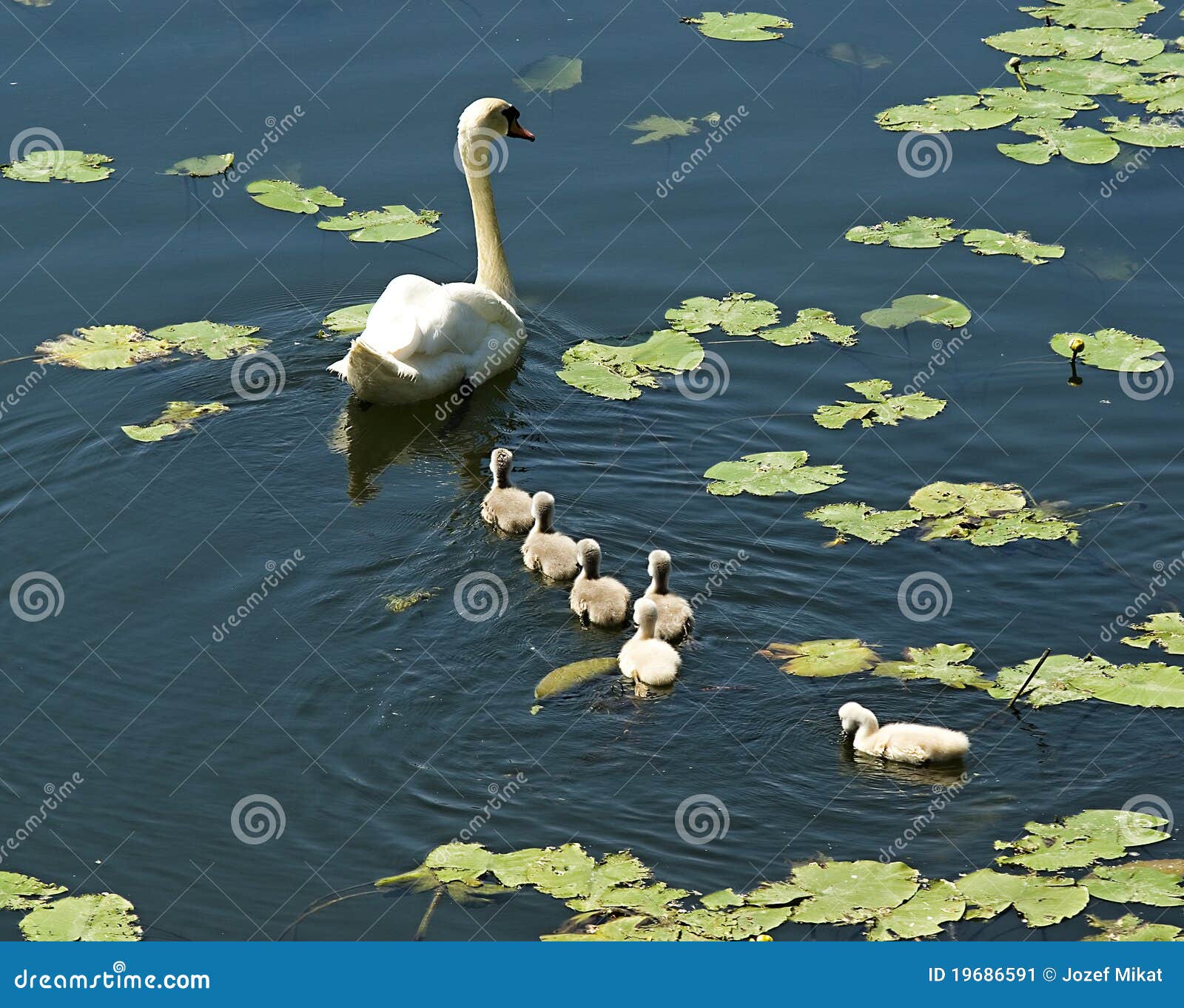 White swan with chicks stock image. Image of ugly, animal - 19686591