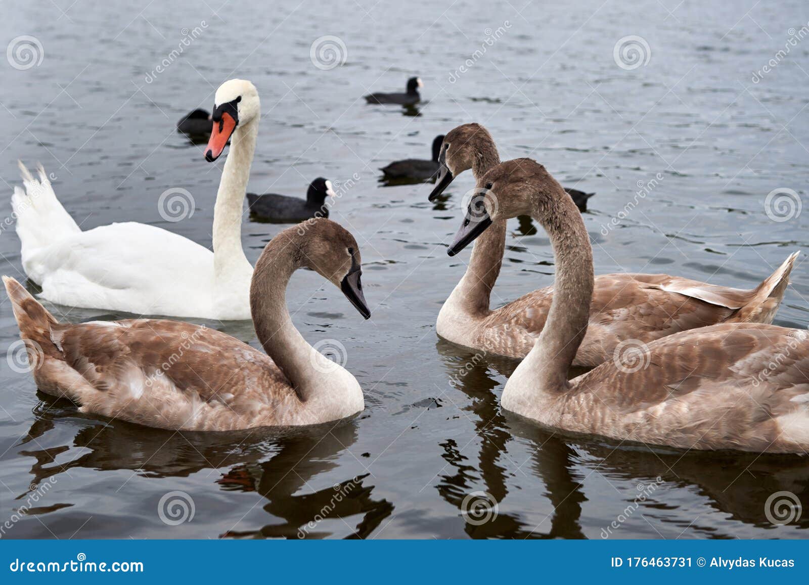 White swan chicks stock image. Image of pond, tranquil - 176463731