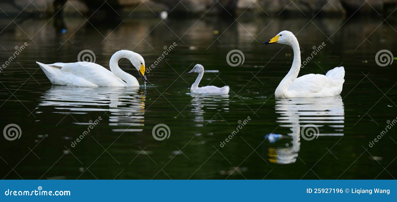 White swan and children stock photo. Image of nature - 25927196
