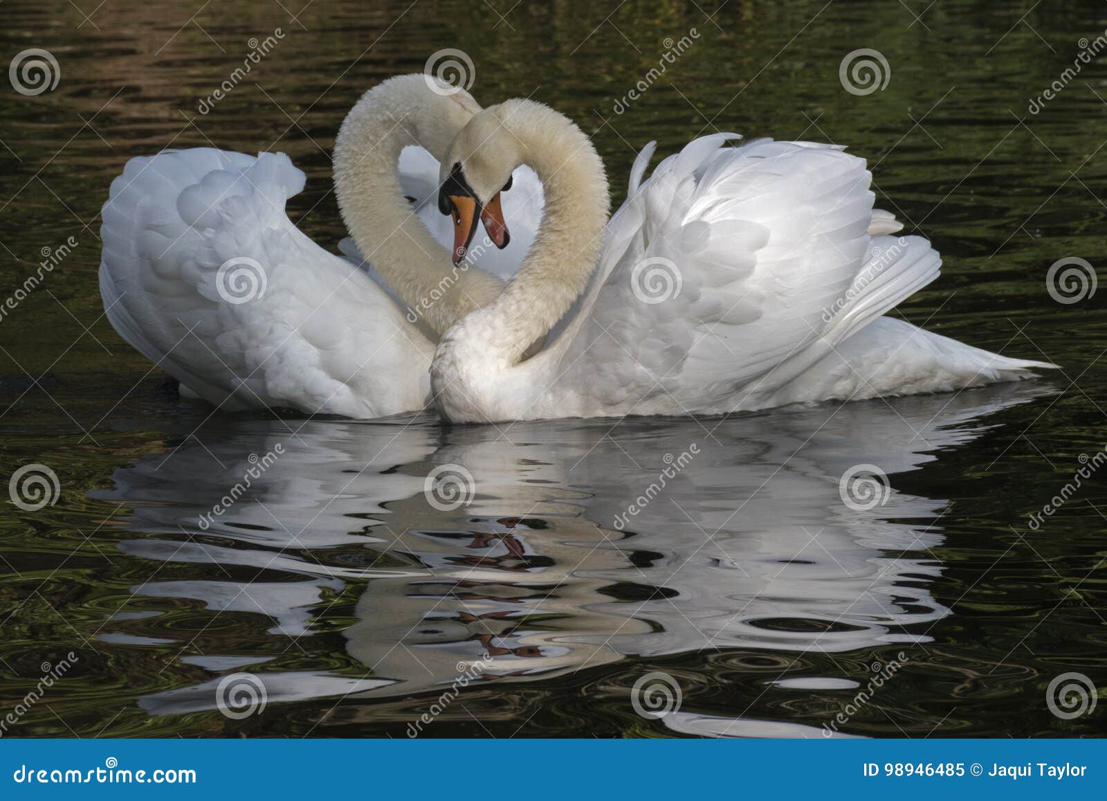 A white swan couple stock image. Image of together, pair - 98946485