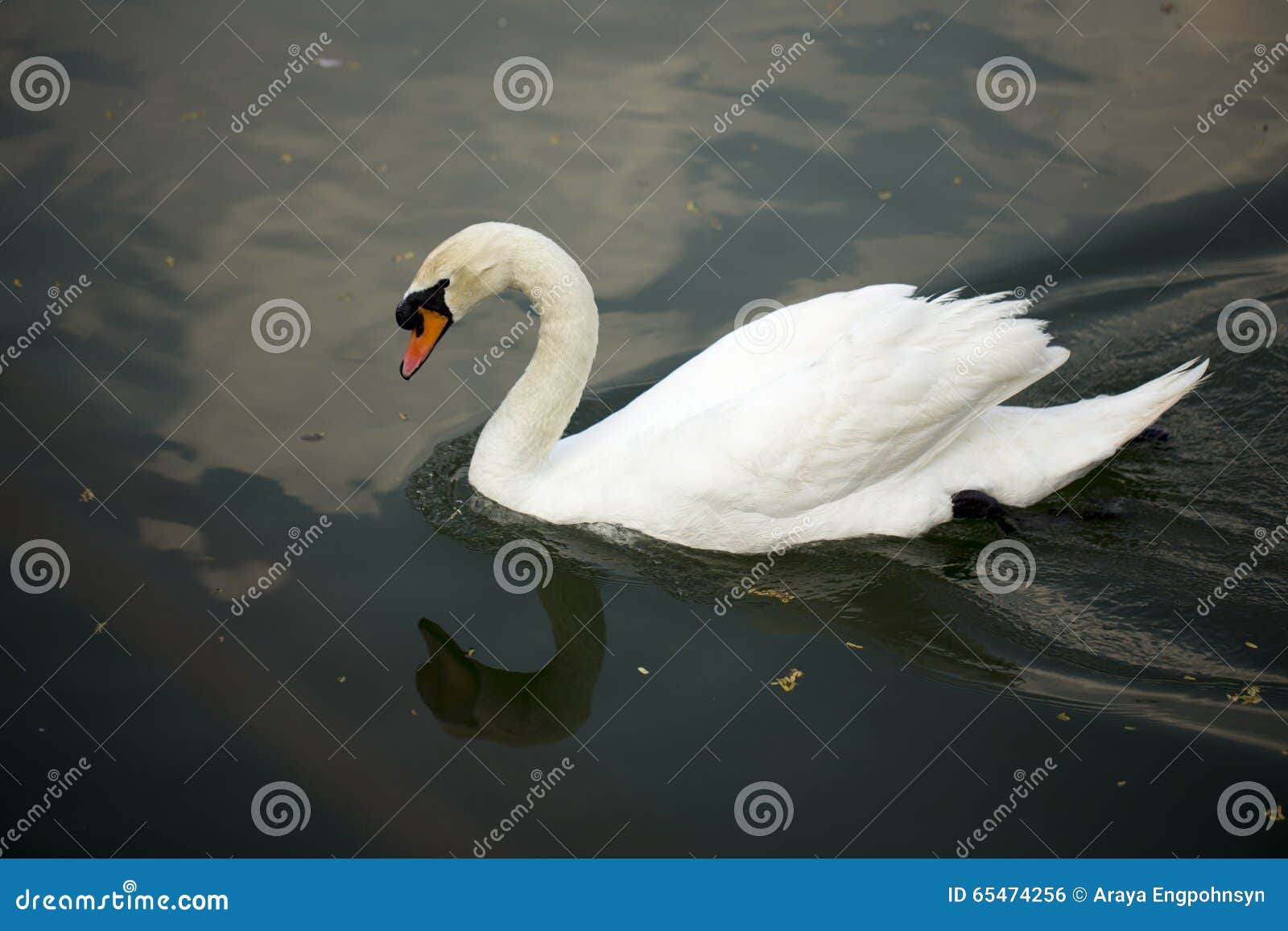 White Swan stock photo. Image of clouds, surface, water - 65474256