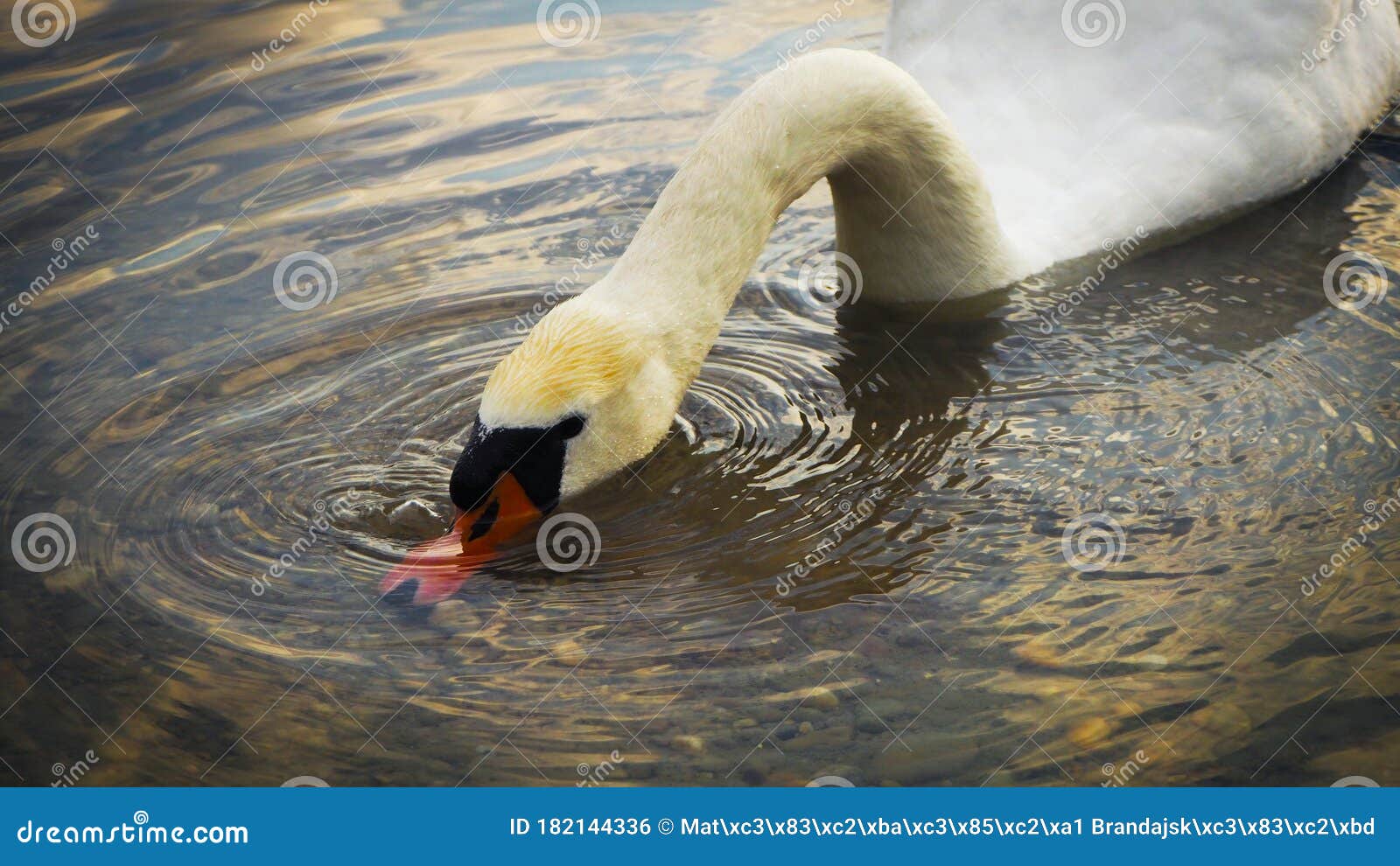 White Swan Drinking Water from Lake Stock Photo - Image of graceful ...