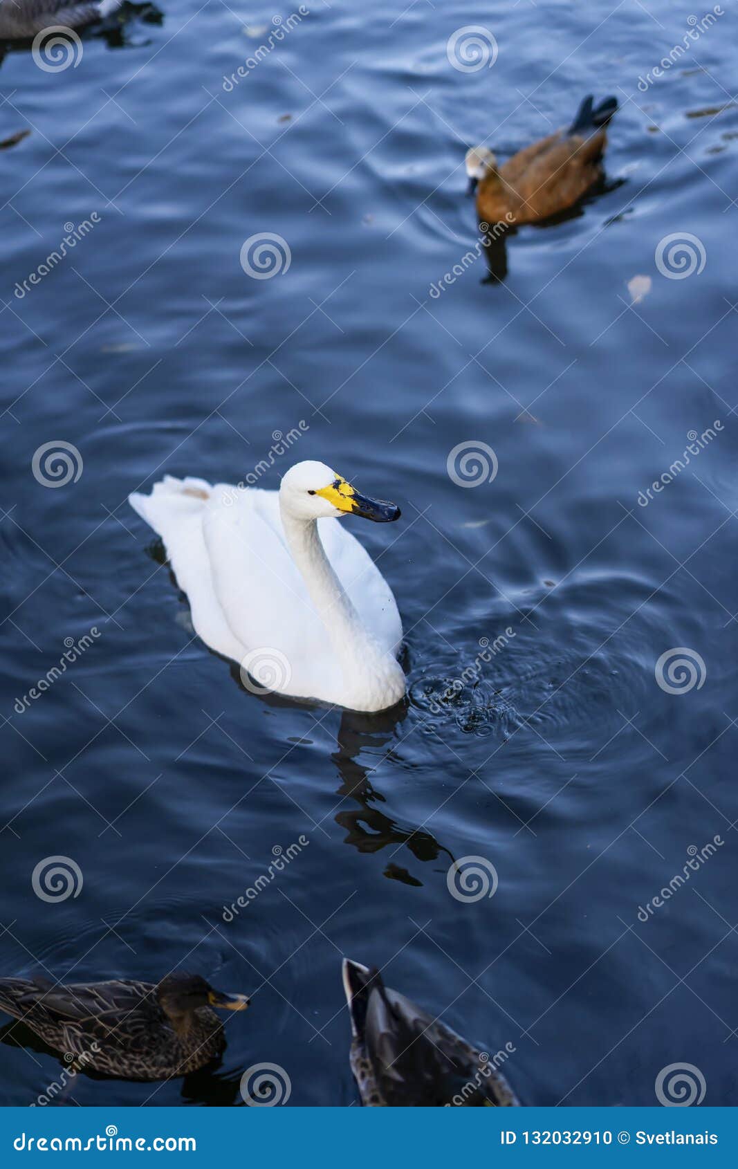White Swan and Ducks in the Pond Stock Photo - Image of ducks, elegance ...