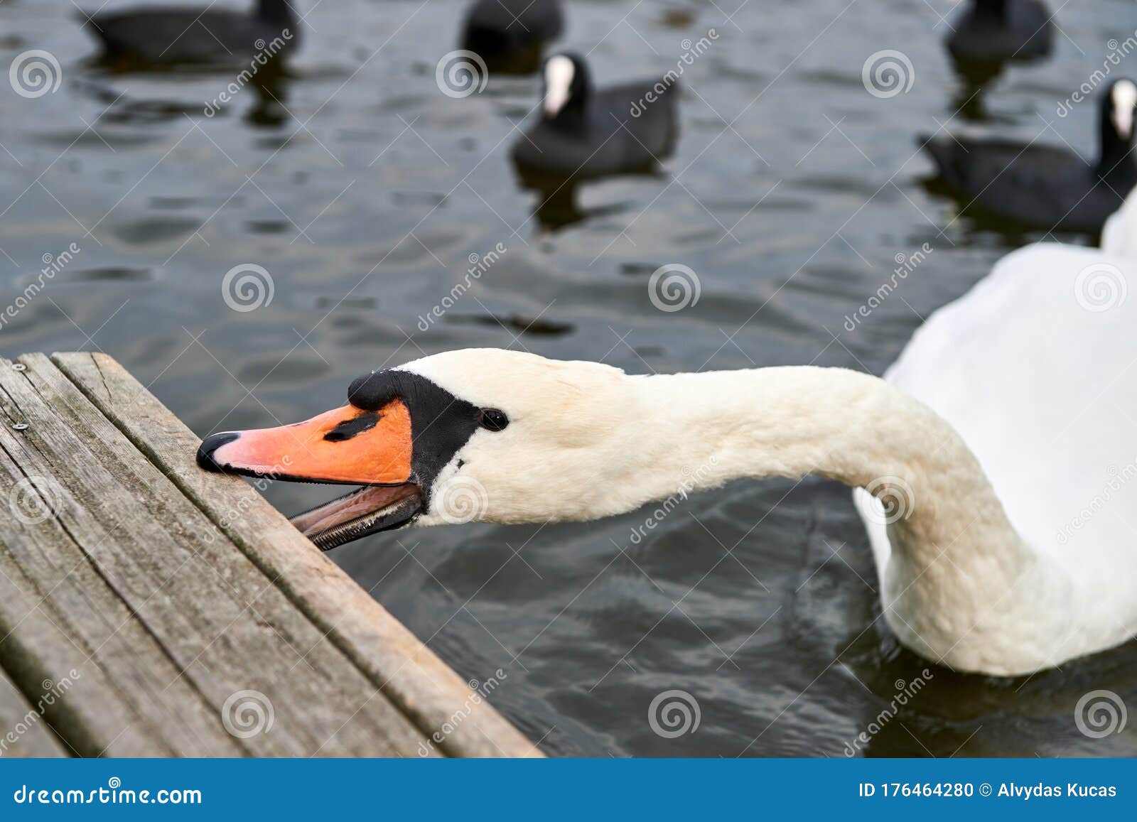 White Swan is Eating the Bread Stock Photo - Image of pure, pond: 176464280