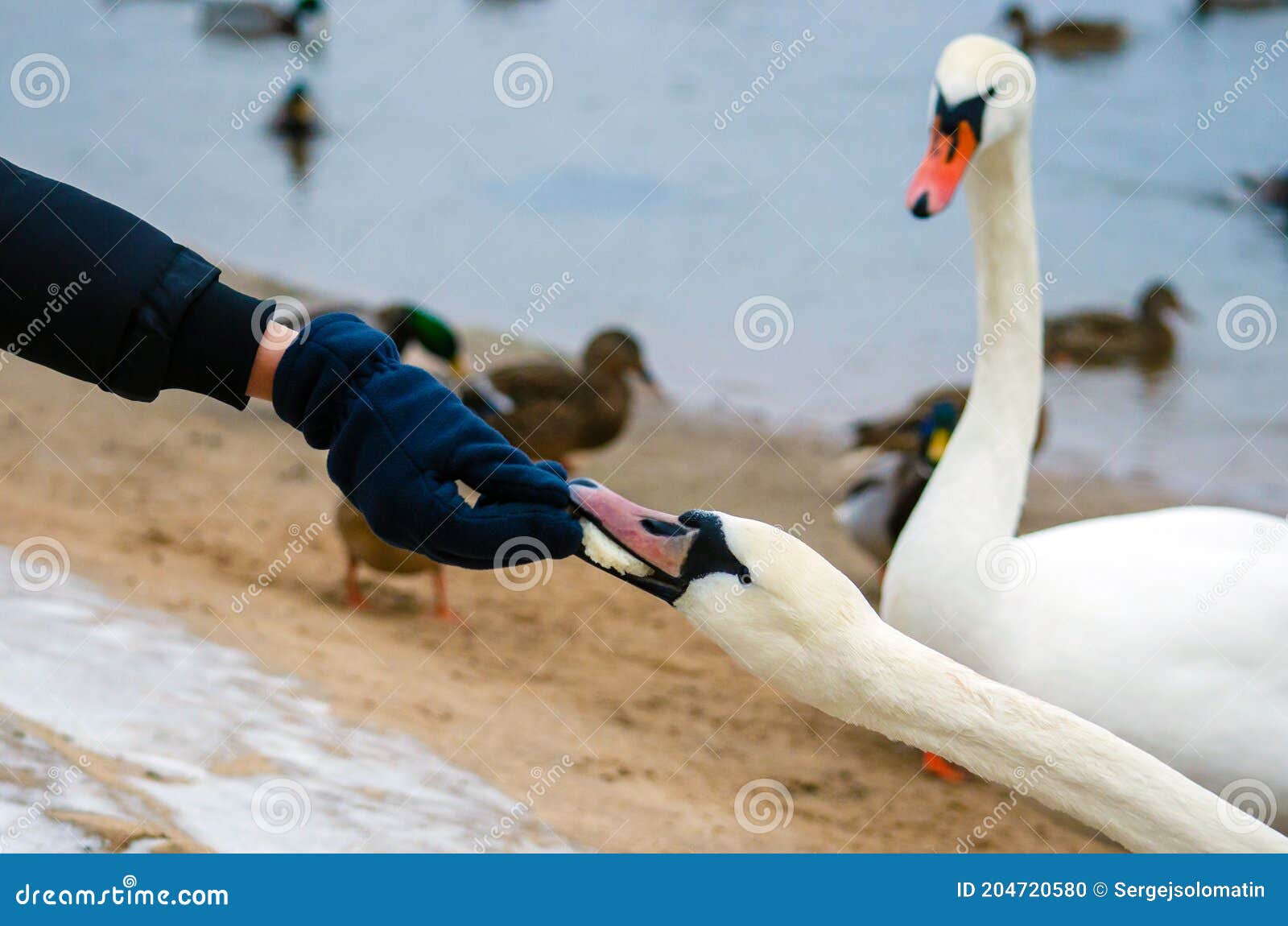 White Swan Eats Bread from the Hands of a Person, the Other is Jealous ...