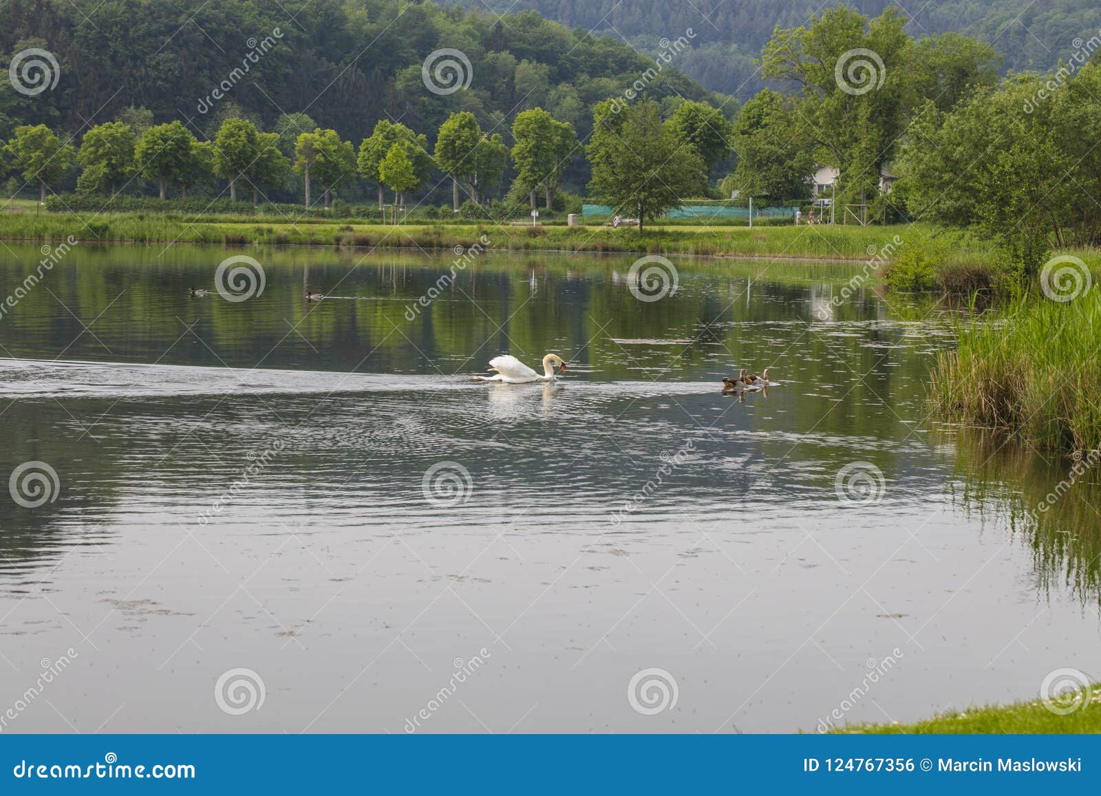 White swan falling ducks stock photo. Image of nature - 124767356