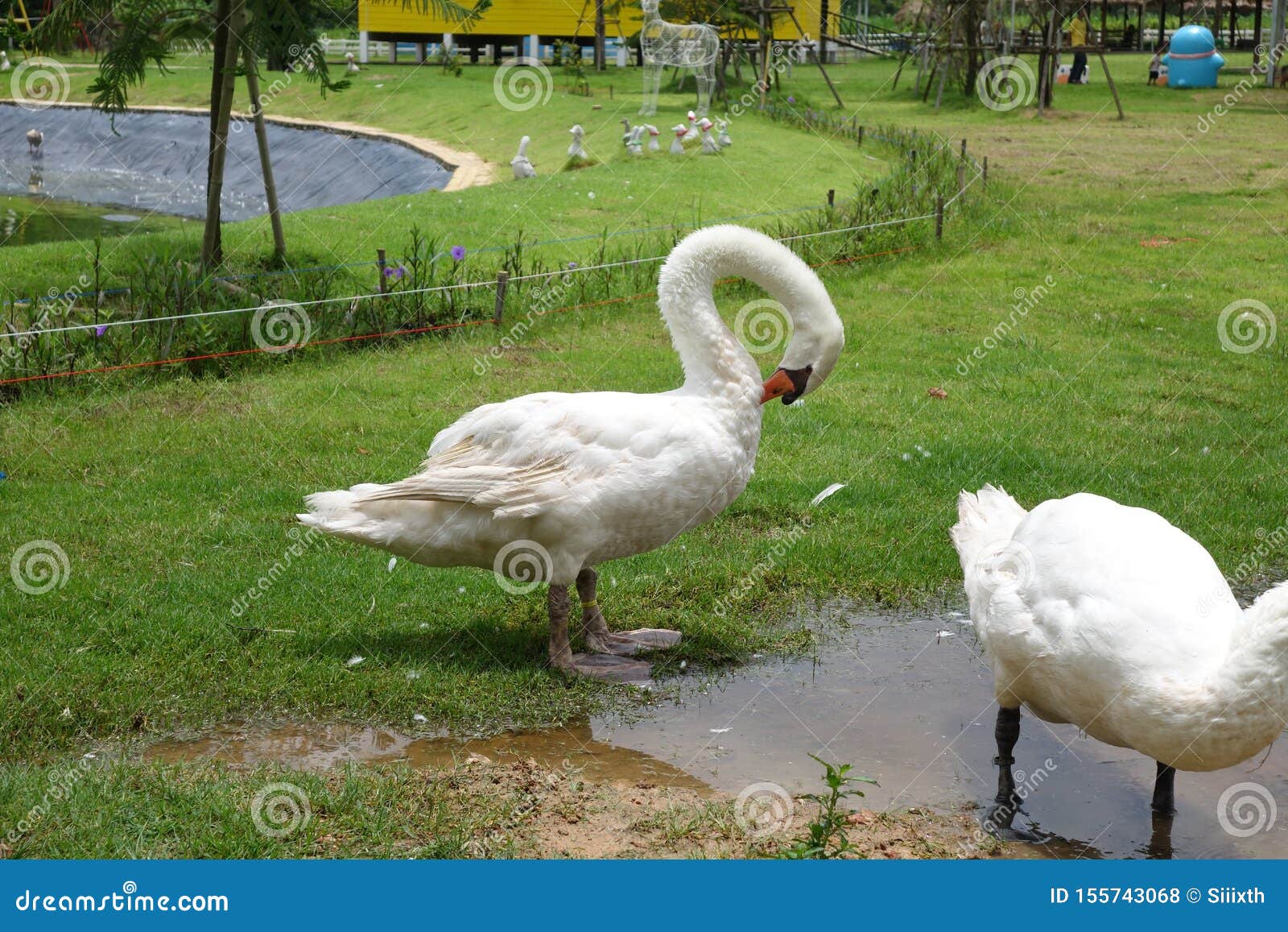 White swan in a farm stock photo. Image of wing, park - 155743068