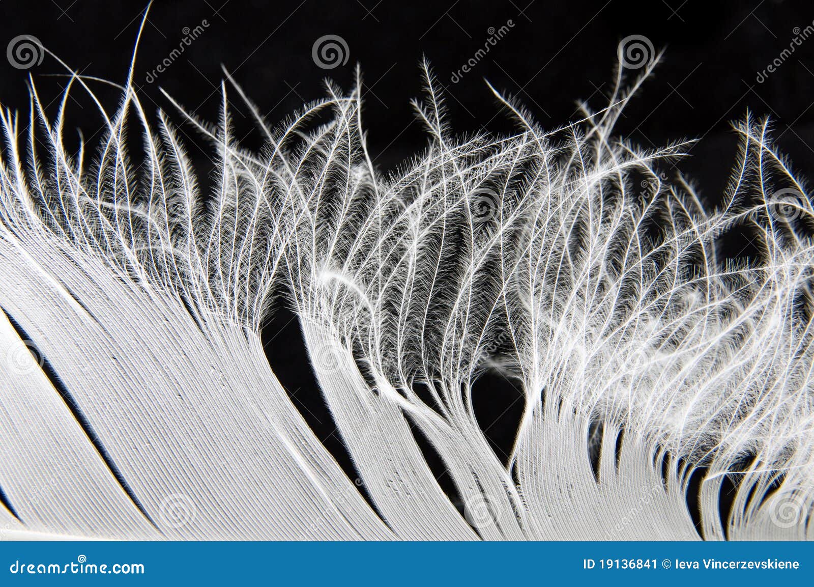 White swan feather detail stock image. Image of swan - 19136841