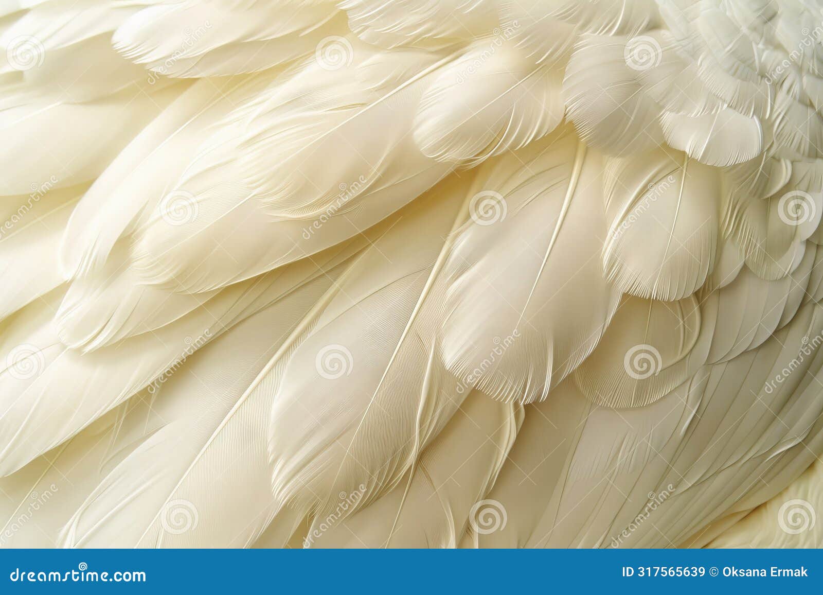 White Swan Feathers Background, Goose Plume Pattern, White Wings ...