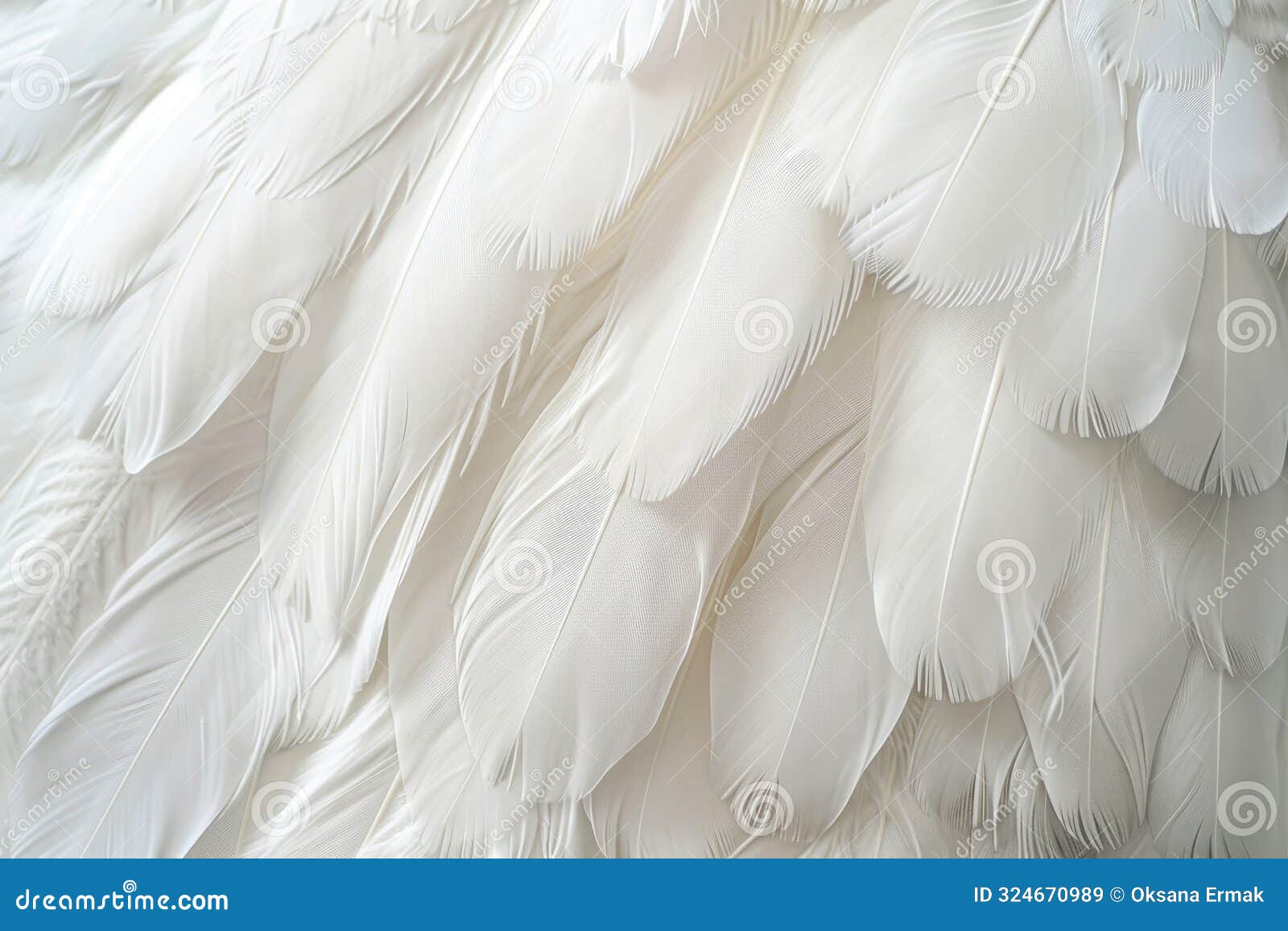 White Swan Feathers Background, Goose Plume Pattern, White Wings ...
